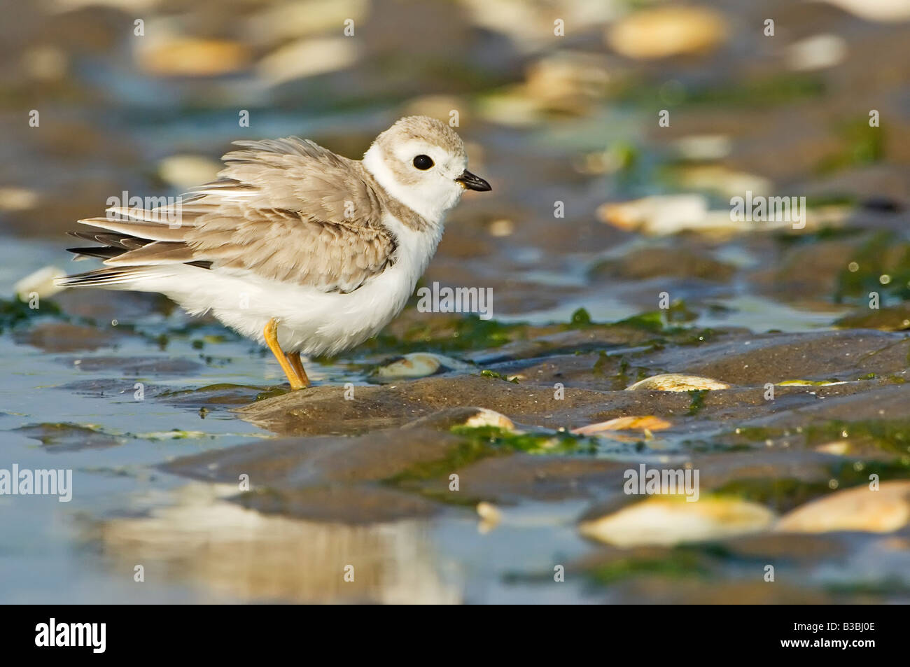 Juvenile piping plover ruffling feathers Stock Photo - Alamy