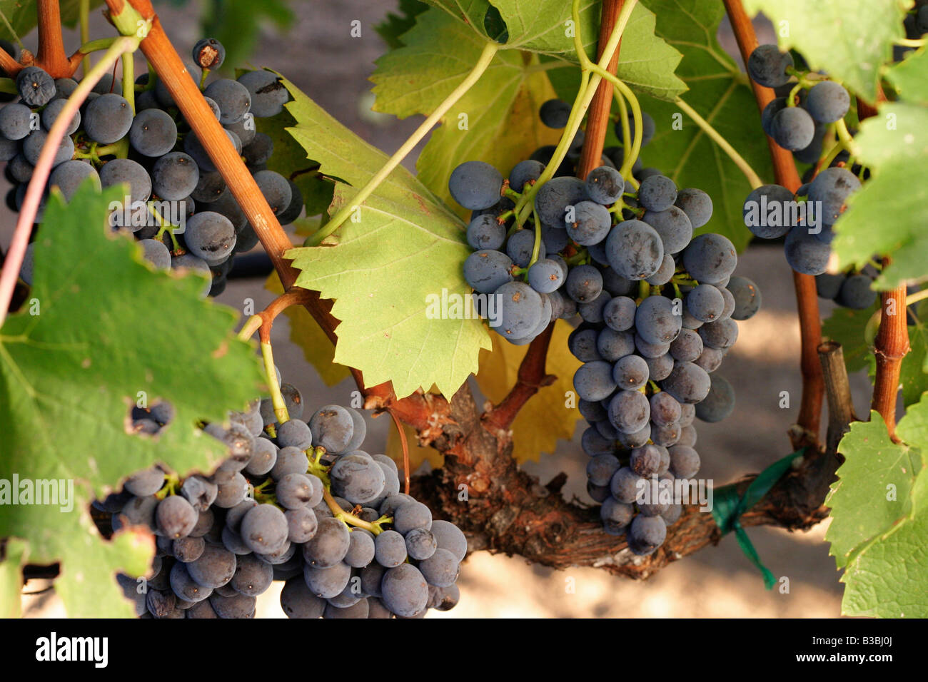 Grapes ripe on the vine Stock Photo - Alamy