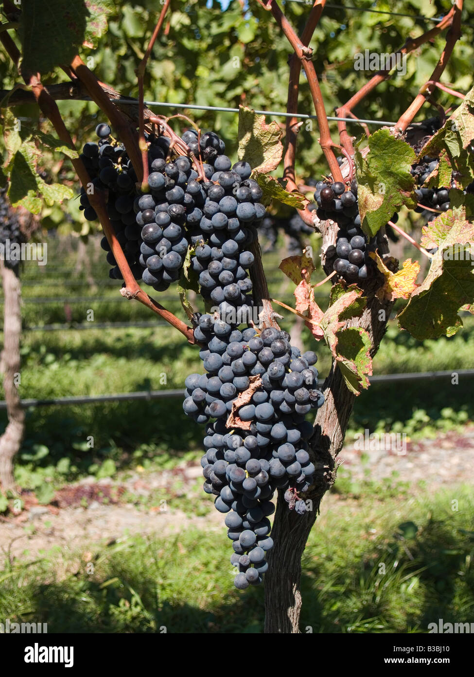 Bunches of red wine Cabernet sauvignon grapes growing on vines ...
