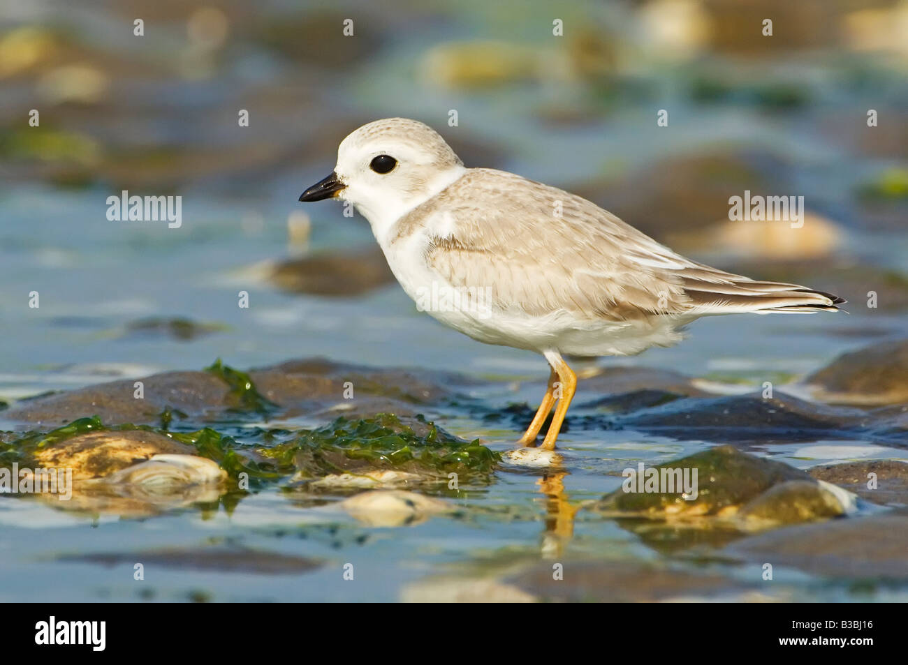 Juvenile Piping plover in coastal beach habitat Stock Photo - Alamy