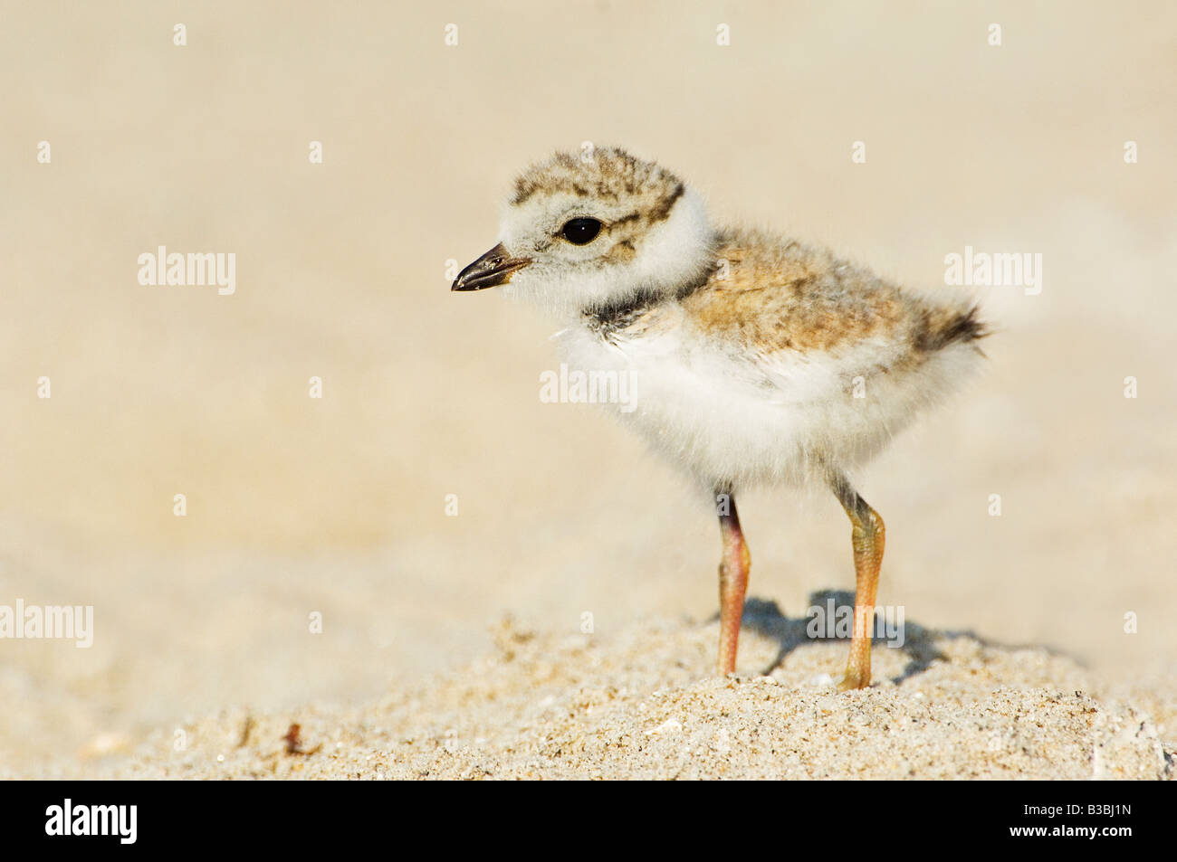 Piping plover chick Stock Photo - Alamy