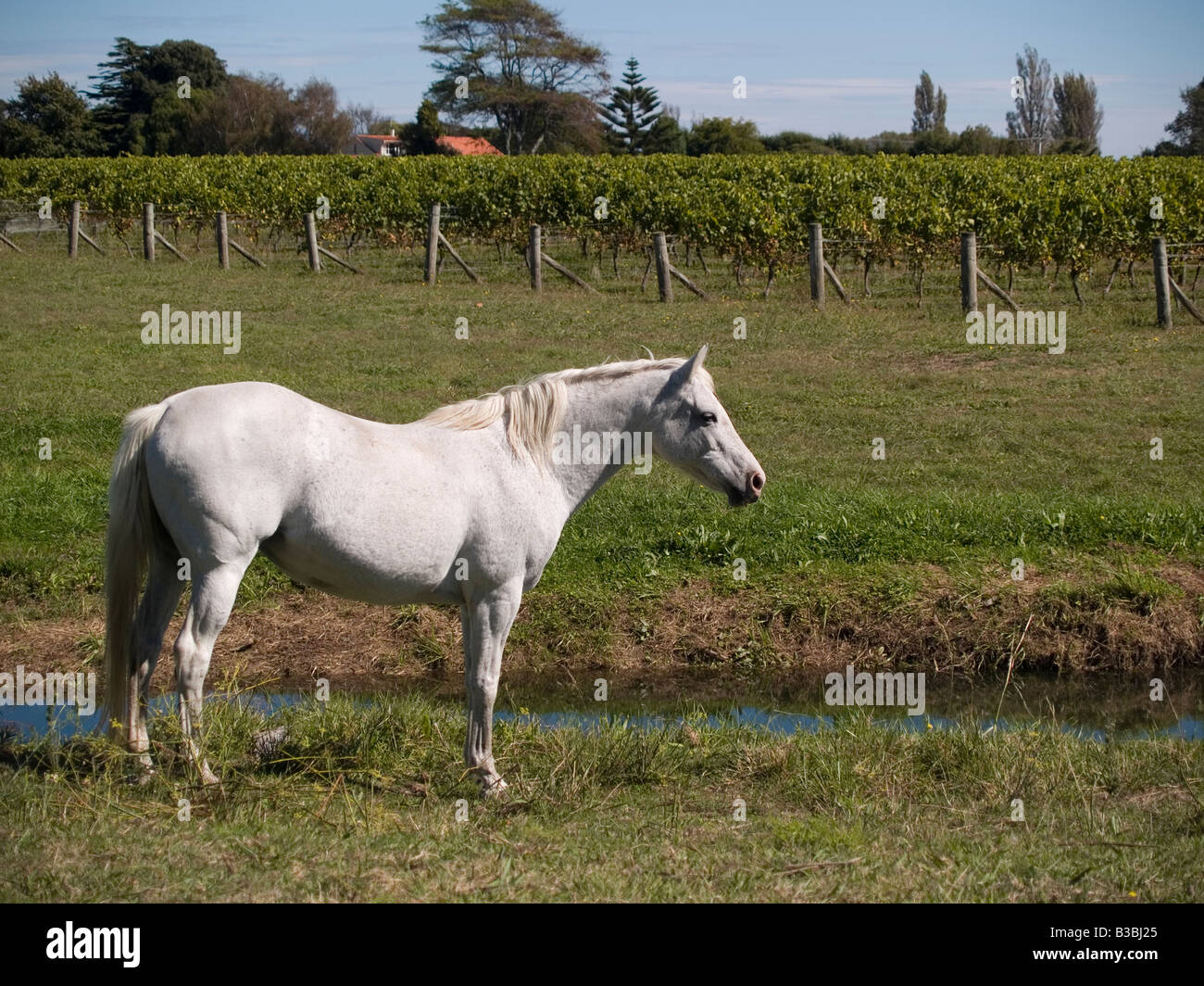 Corbans and vineyard hi-res stock photography and images - Alamy