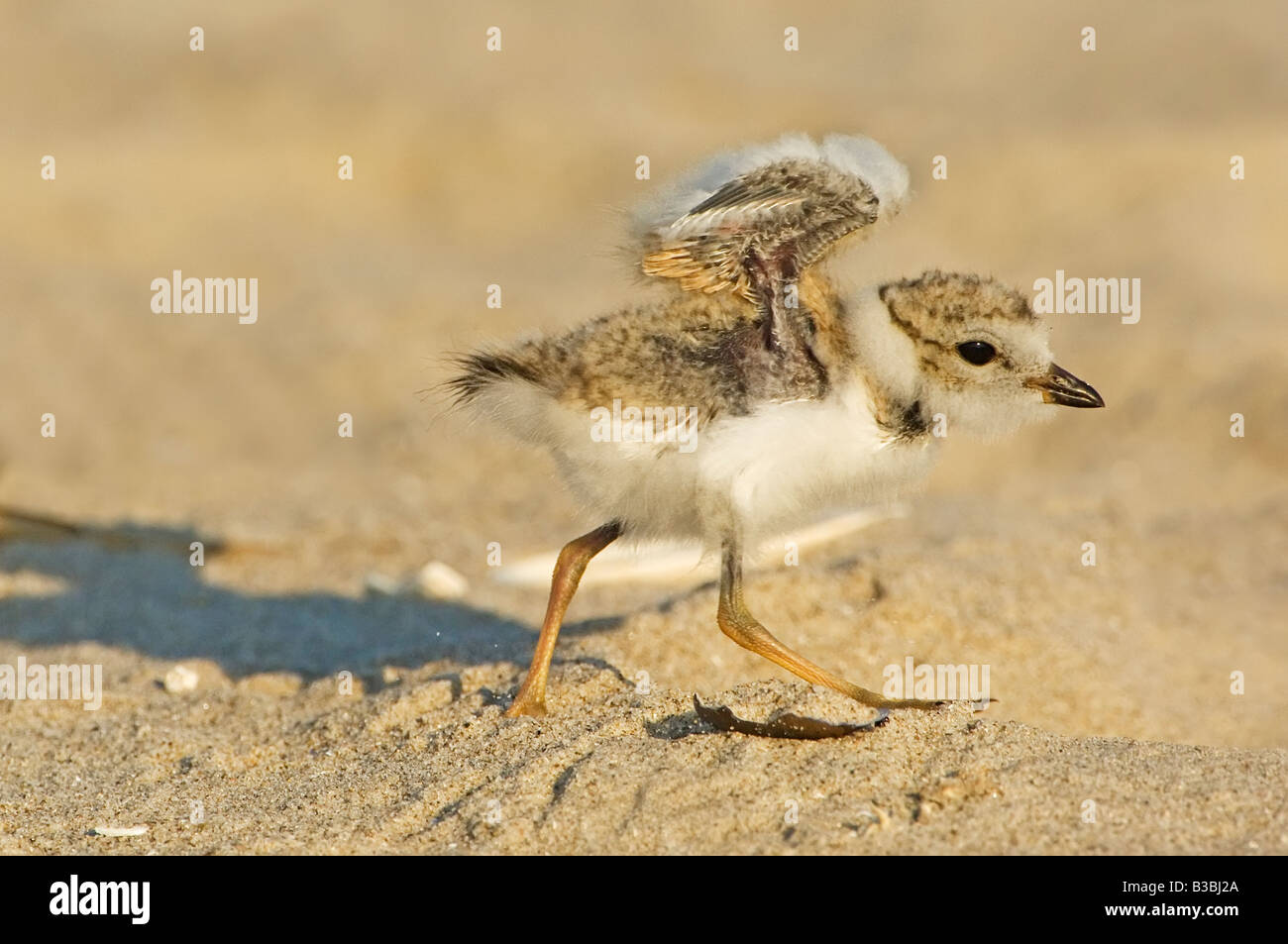 The piping plover hi-res stock photography and images - Alamy