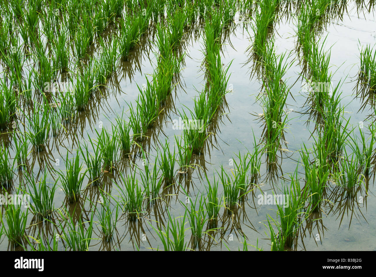 Rice growing japan hi-res stock photography and images - Alamy