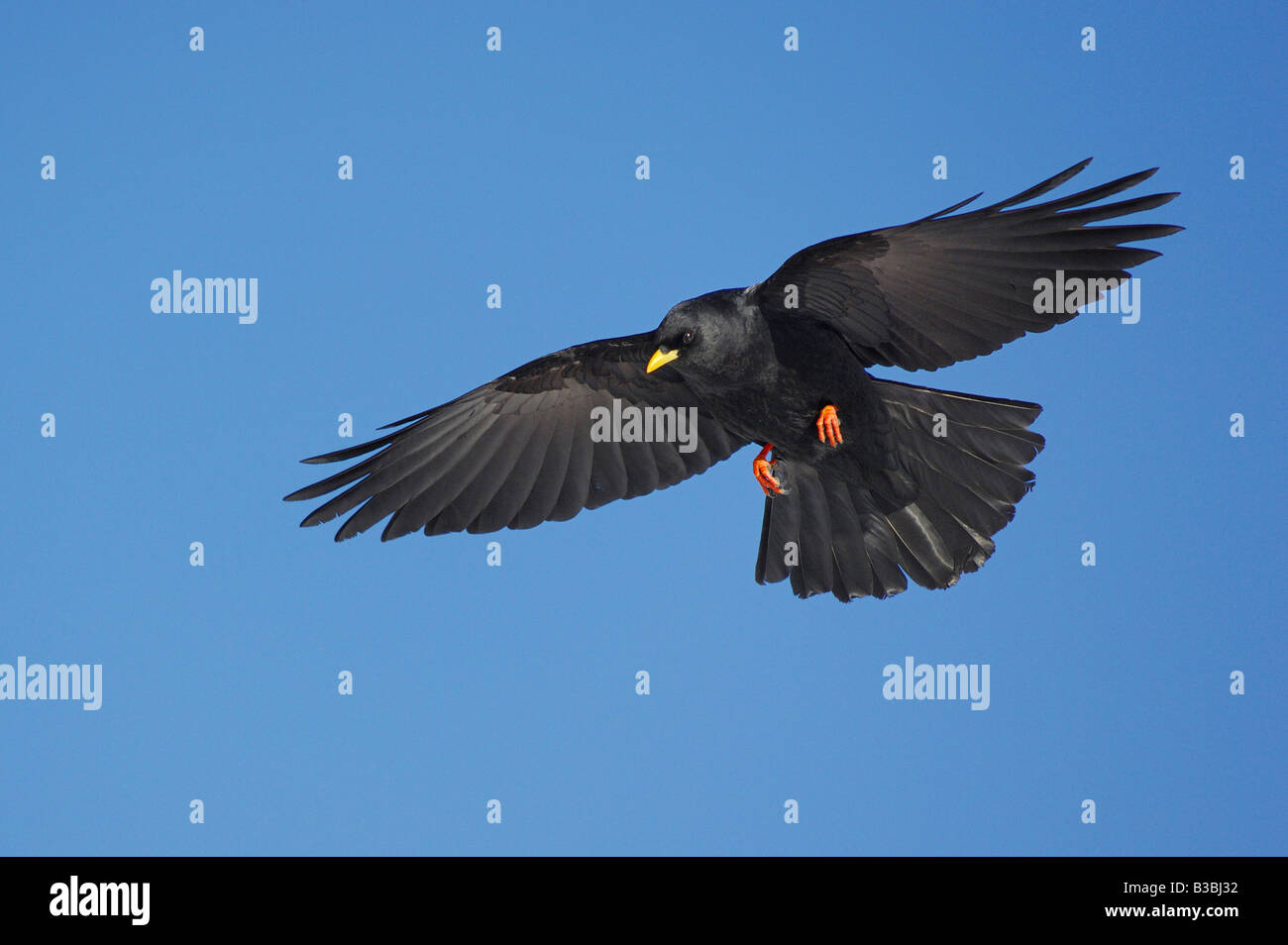 Alpine Chough (Pyrrhocorax graculus), adult in flight, Pilatus ...