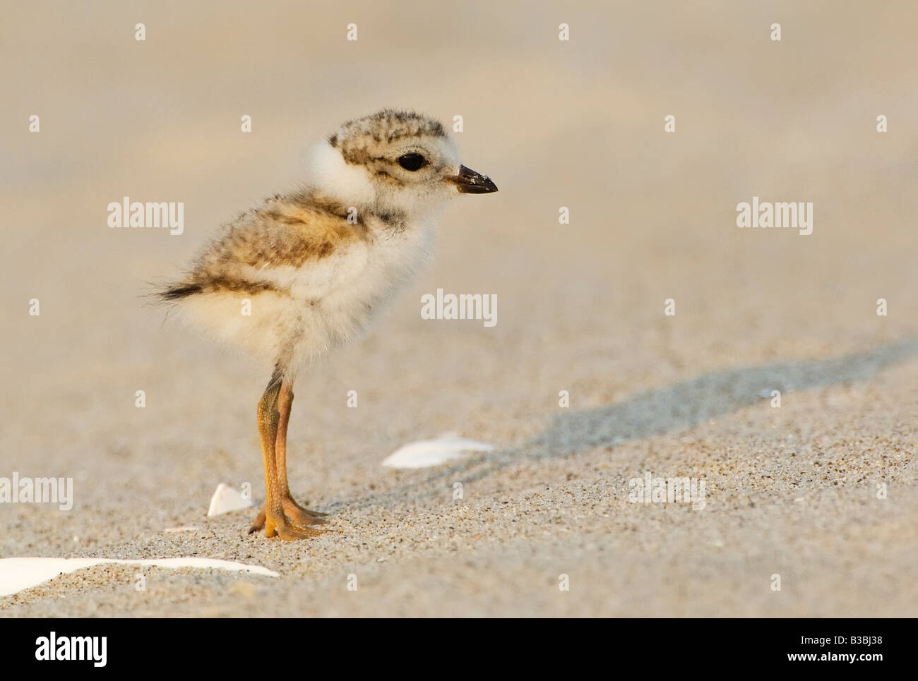 Very young piping plover chick Stock Photo - Alamy
