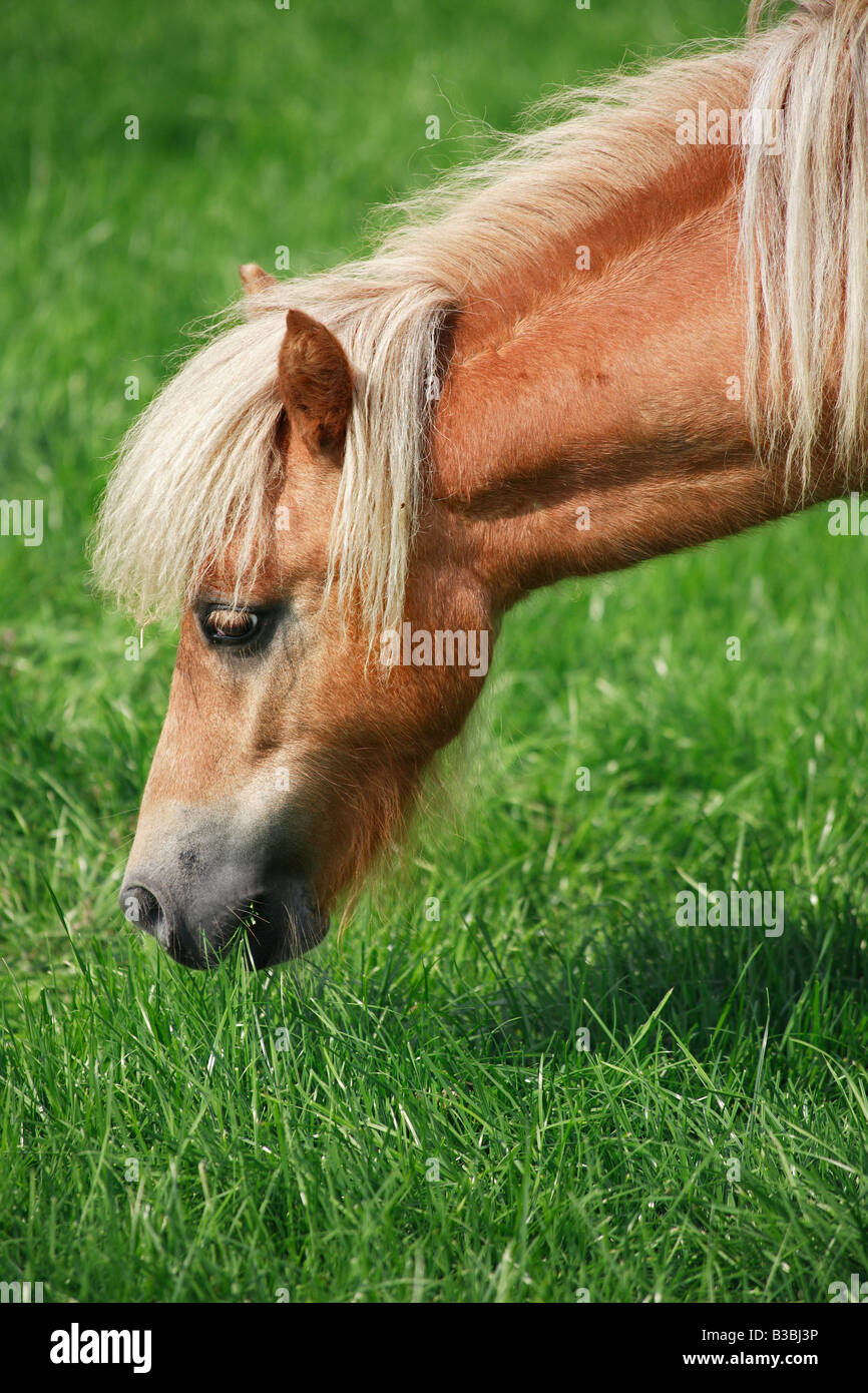 miniature pony grazing in a field Stock Photo - Alamy