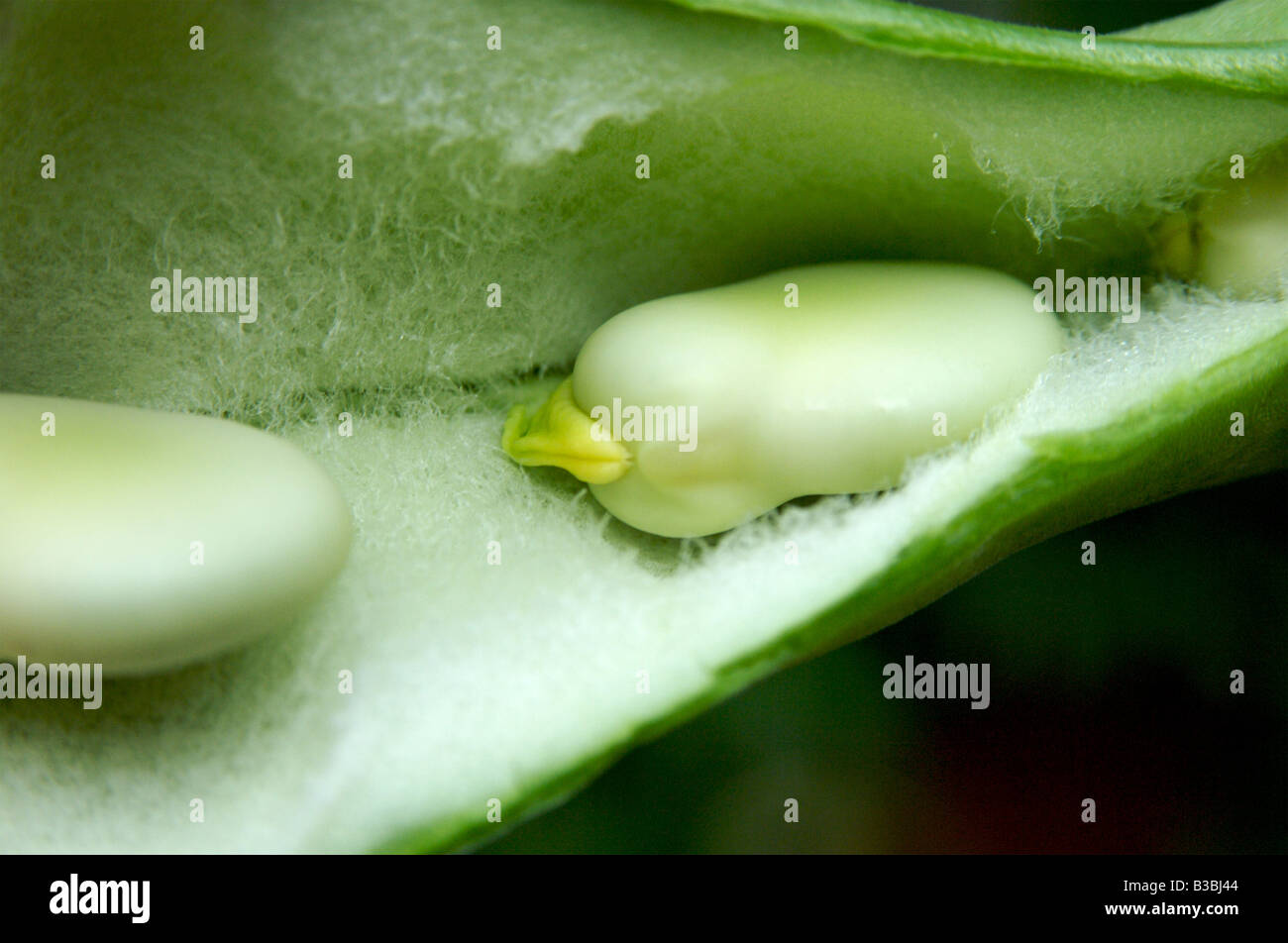 Broad beans in their pod Stock Photo - Alamy