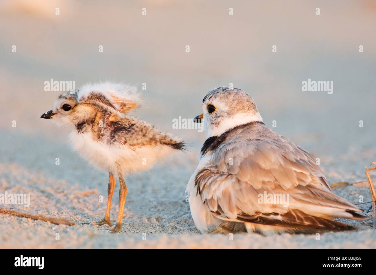 Piping plover nesting hi-res stock photography and images - Alamy