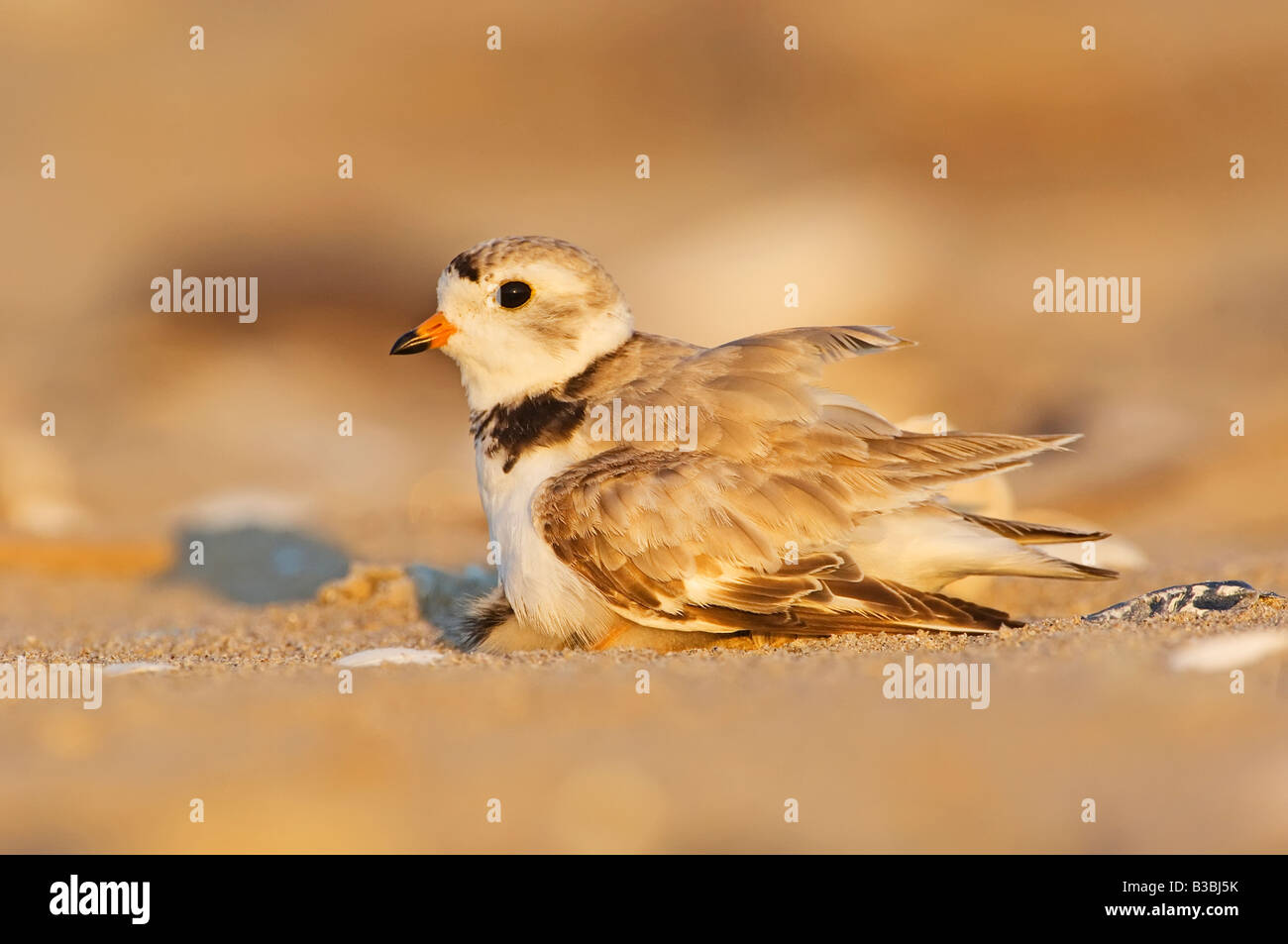 Piping plover on nesting grounds covering chick Stock Photo - Alamy