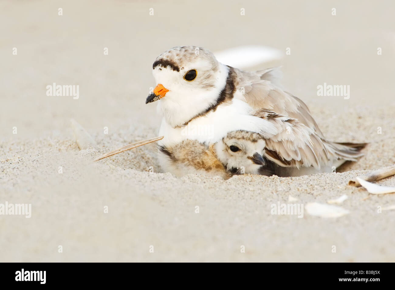 Adult plovers hi-res stock photography and images - Alamy