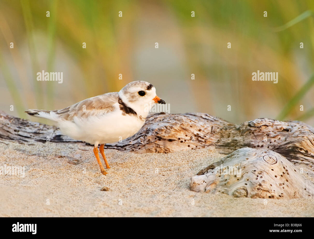 Adult piping plover on nesting grounds Stock Photo - Alamy