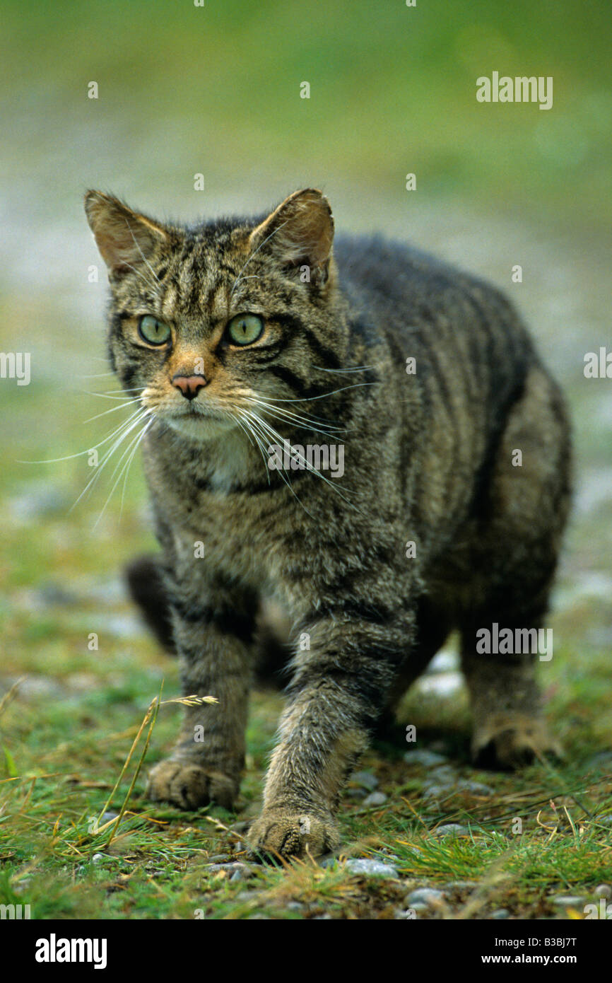 Scottish Wild Cat Felis silvestris walking on a path in the forest in ...