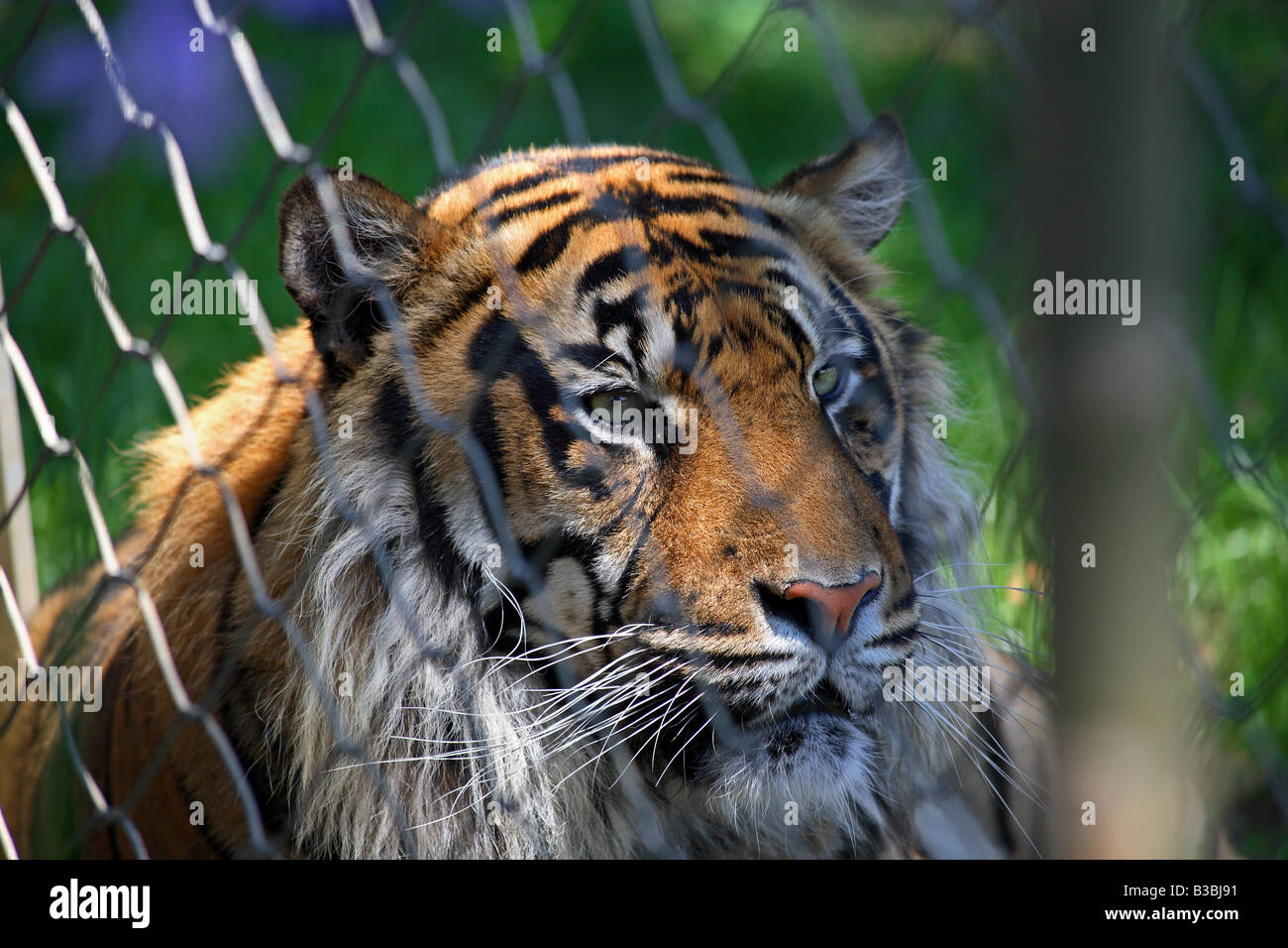 A captive tiger in a zoo Stock Photo - Alamy