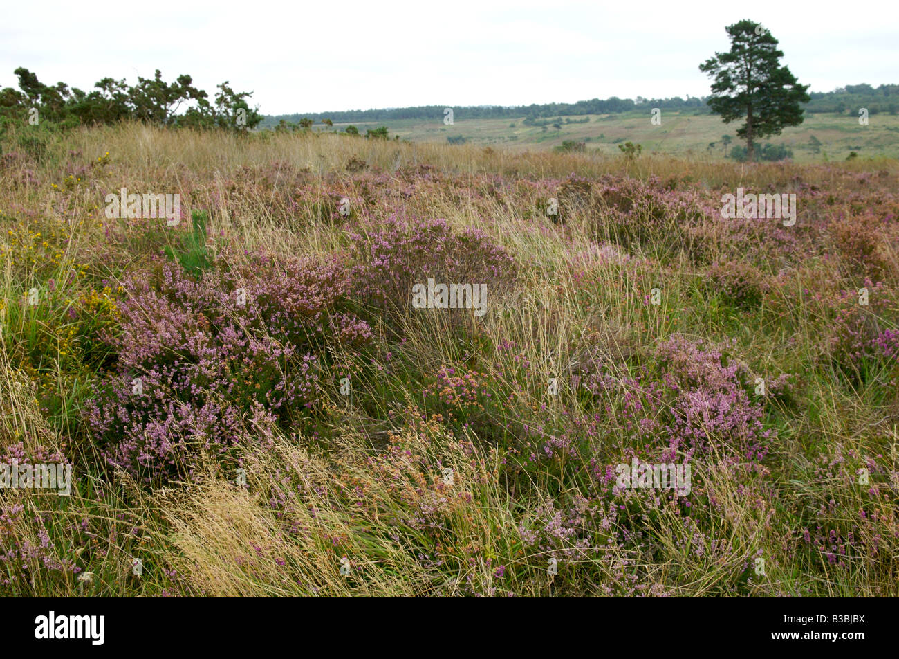 Ashdown forest walks hi-res stock photography and images - Alamy