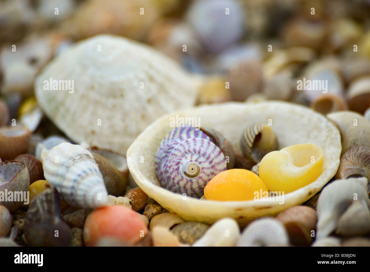 Shells on a beach on Bryher island on the Isles of Scilly England UK ...