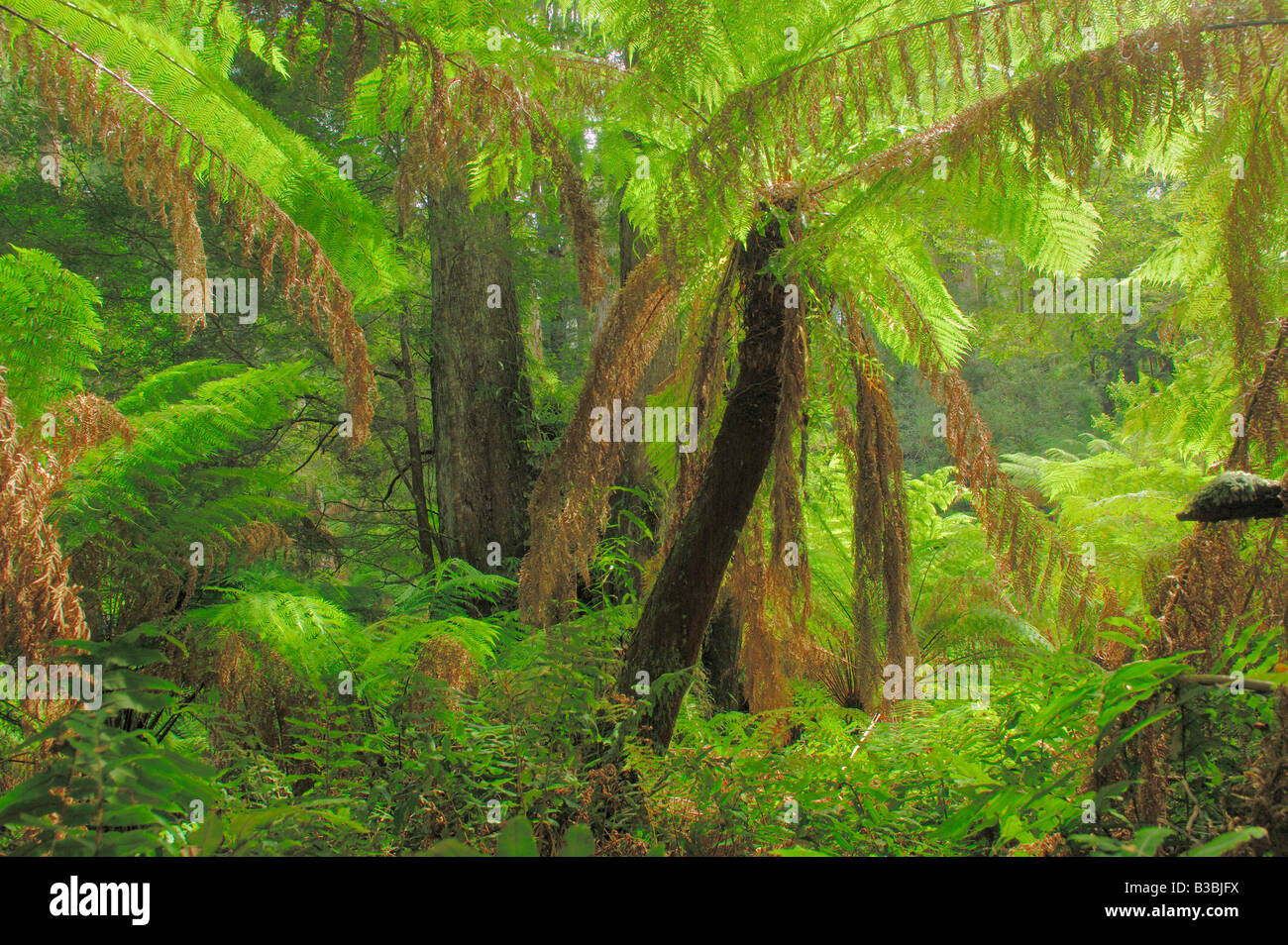 Tropical Deciduous Forest High Resolution Stock Photography and Images ...