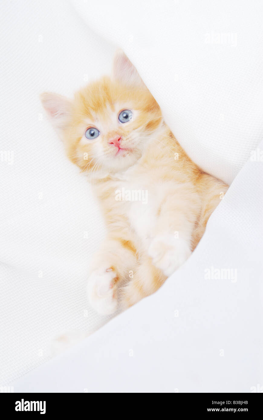 Cute little Kitten Stock Photo - Alamy
