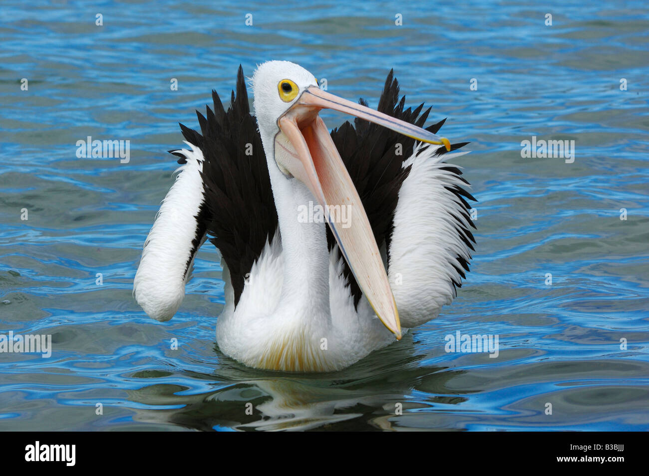 Australian Pelican (Pelecanus conspicillatus), adult yawning, Australia ...