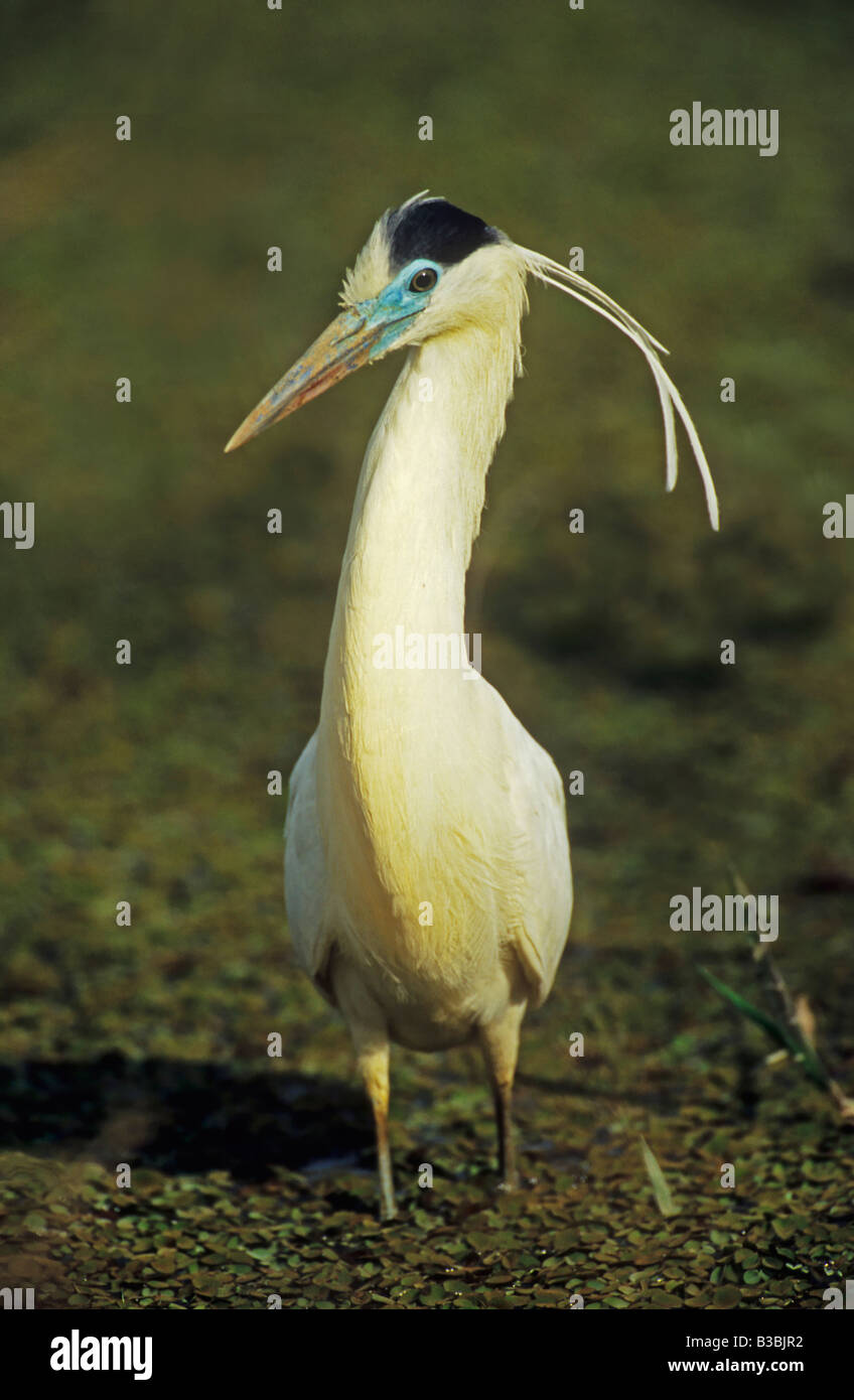 Capped Heron (Pilherodius pileatus), adult walking, Pantanal, Brazil ...