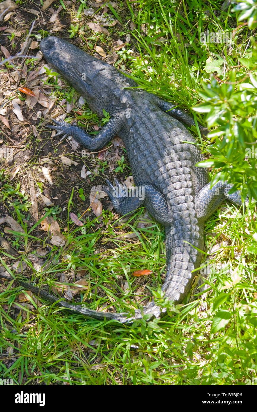American Alligator, Alligator mississippiensis Stock Photo - Alamy