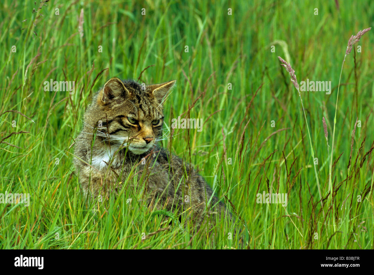 Scottish wild cat hi-res stock photography and images - Alamy