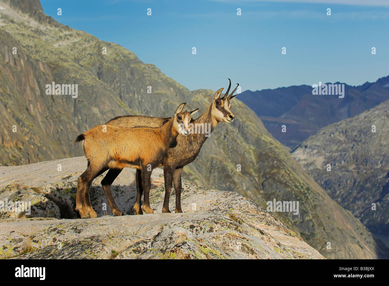 Mountain Goat On Dam