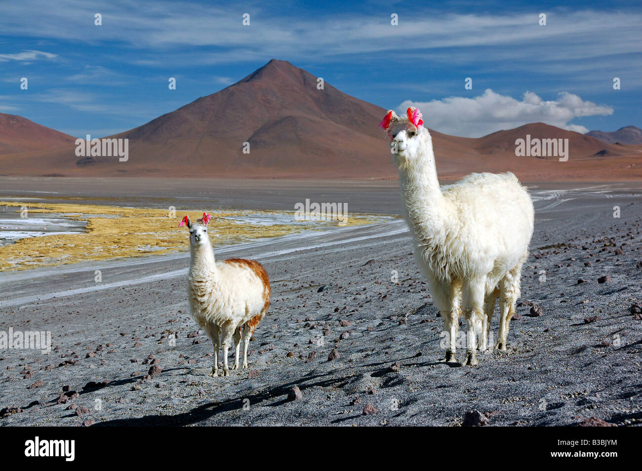 Two alpaca near Laguna Colorada in the Bolivian National Park Eduardo ...