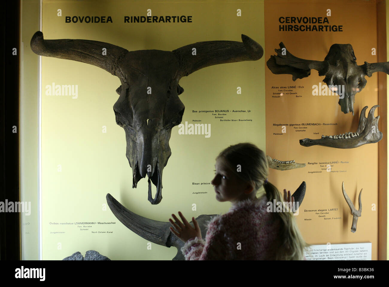 Young visitor looking at the skull of an aurochs (Bos primigenius) in ...