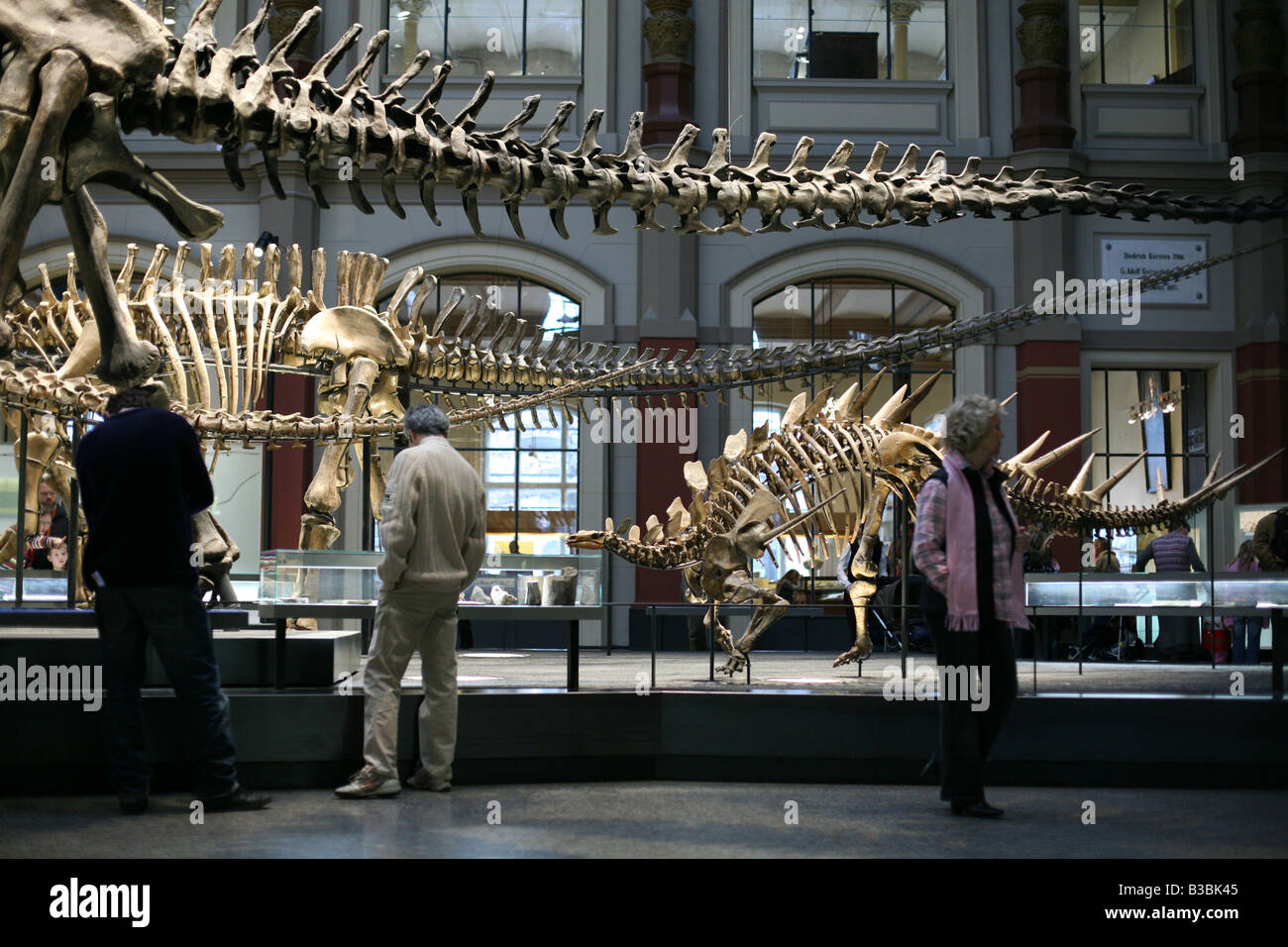 Kentrosaurus Skeleton