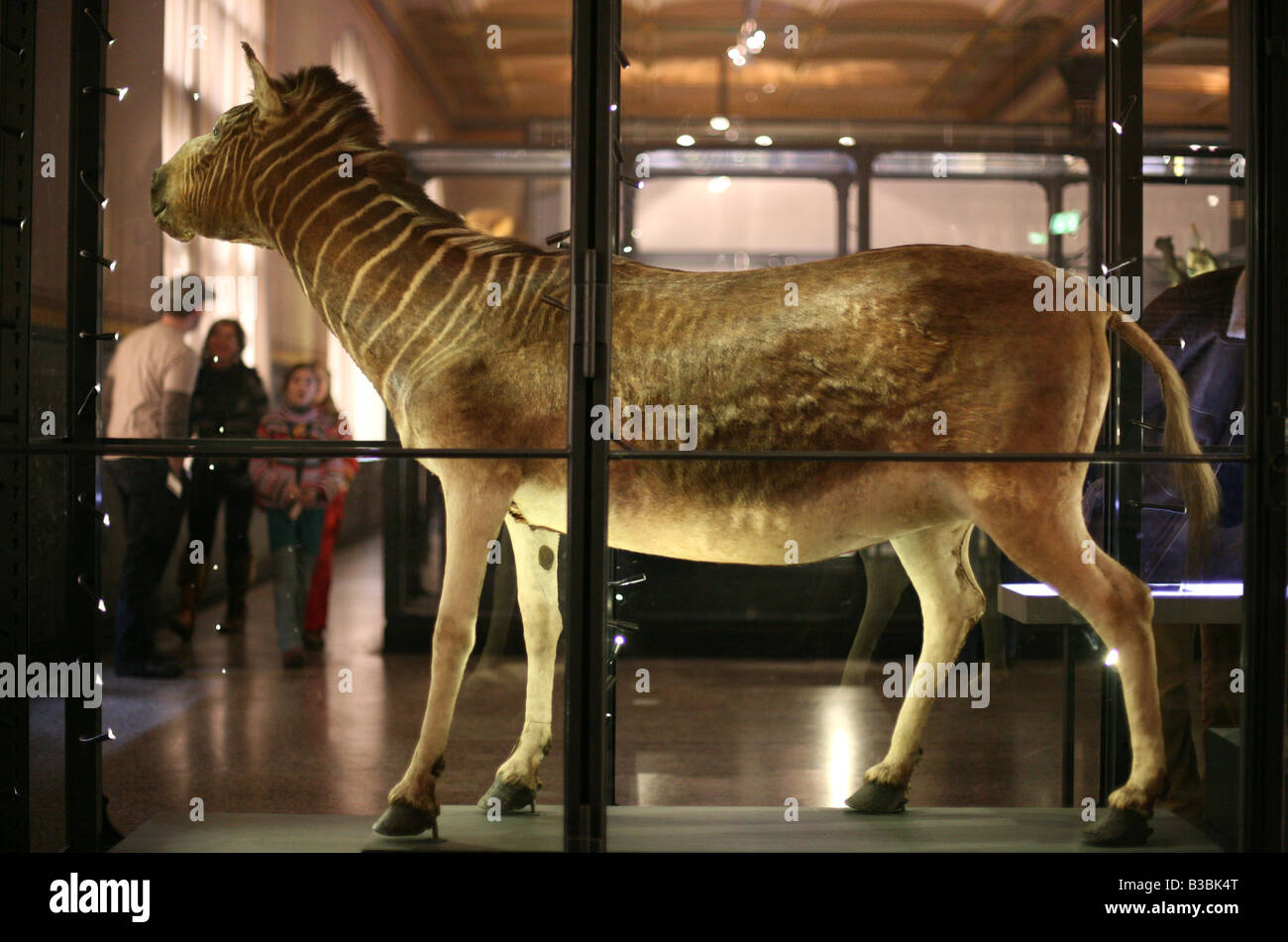 Humboldt museum fur naturkunde hi-res stock photography and images - Alamy