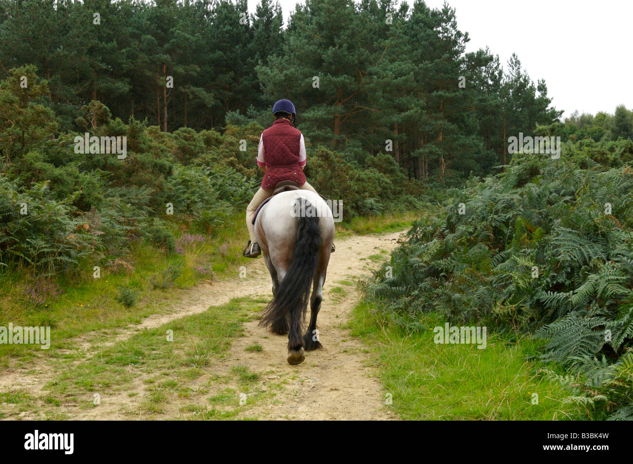 Horse riding english hi-res stock photography and images - Alamy