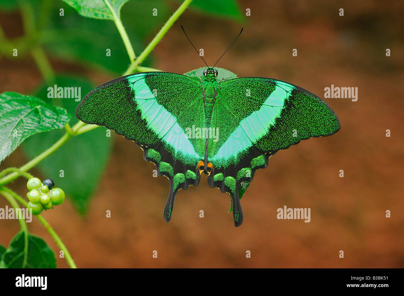 Emerald Swallowtail (Papilio palinurus), adult captive Stock Photo - Alamy