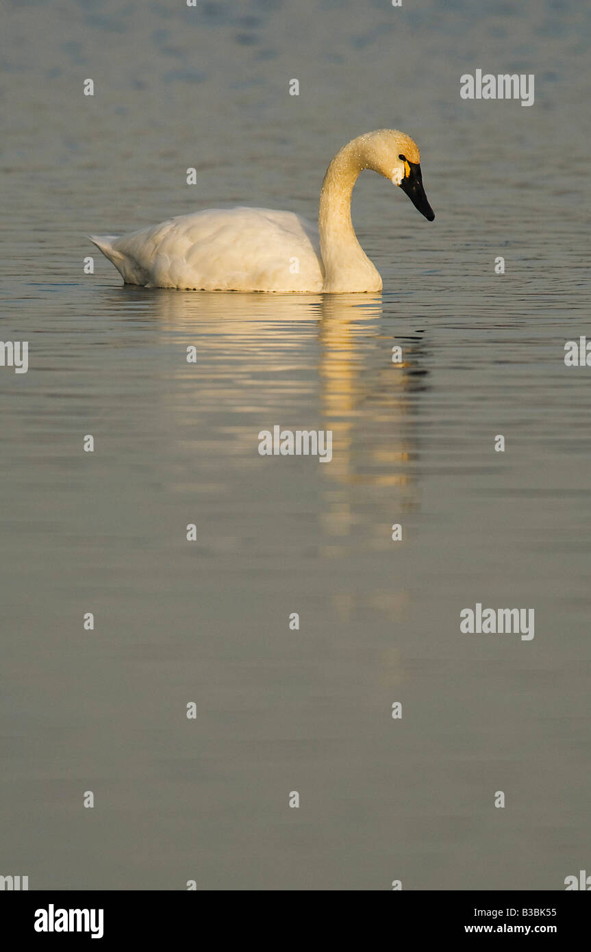 A Single Swan Stock Photo - Alamy