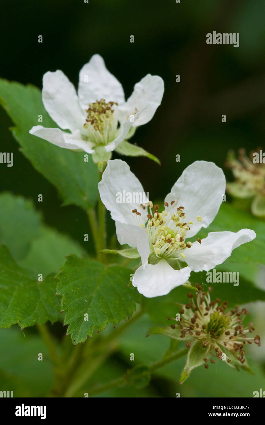 Wild Black Raspberry blossom Stock Photo - Alamy
