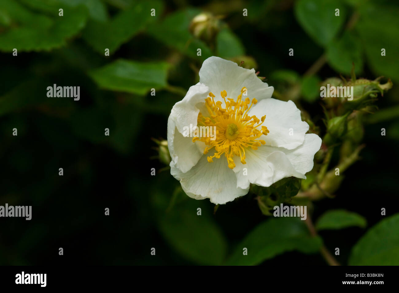 Multiflora Rose High Resolution Stock Photography and Images - Alamy