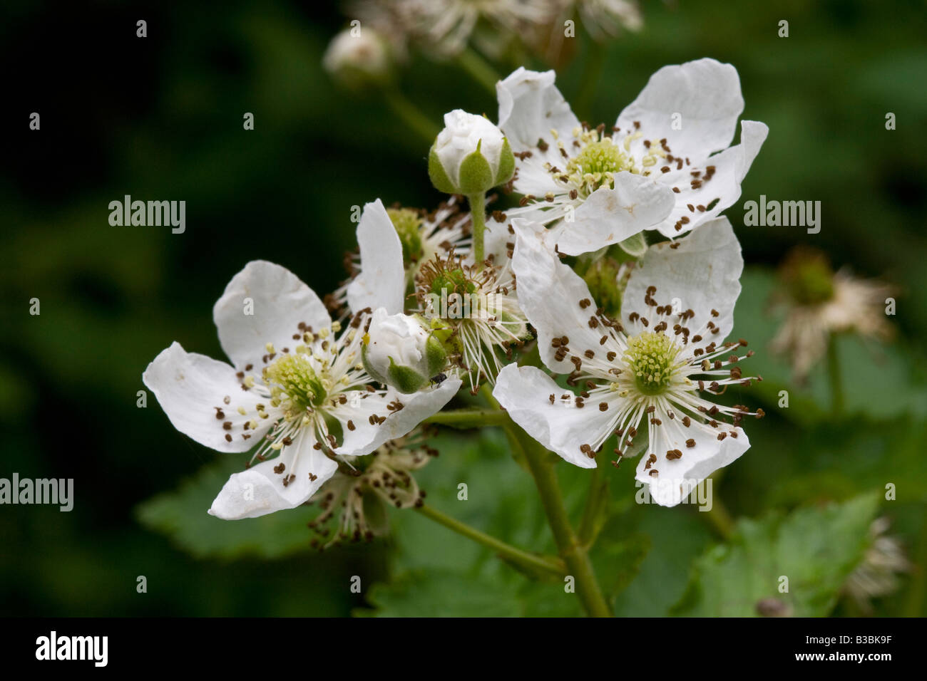 Black Raspberry Flower