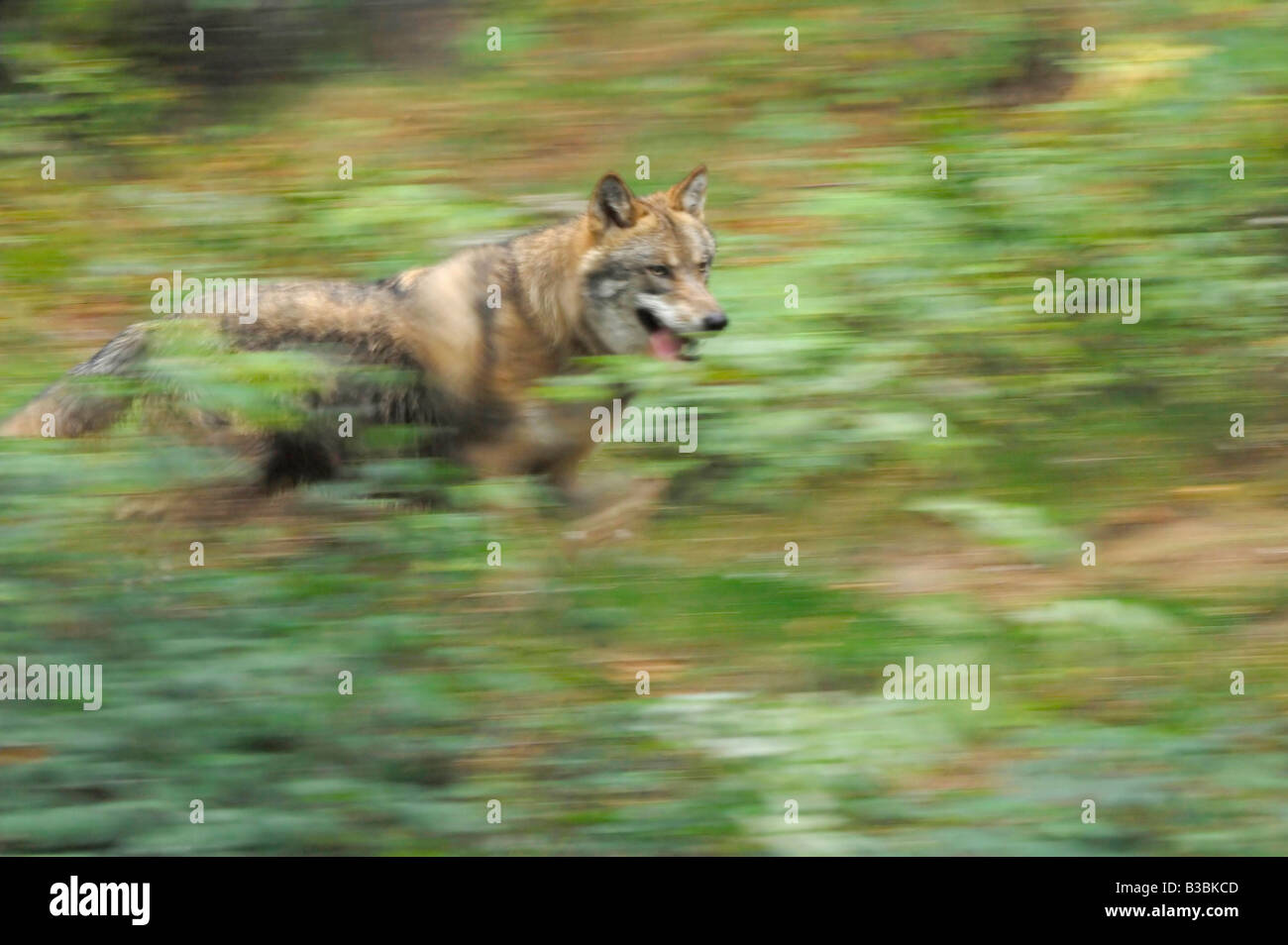 Grey Wolf (Canis lupus), adult running captive, Bavarian Forest ...