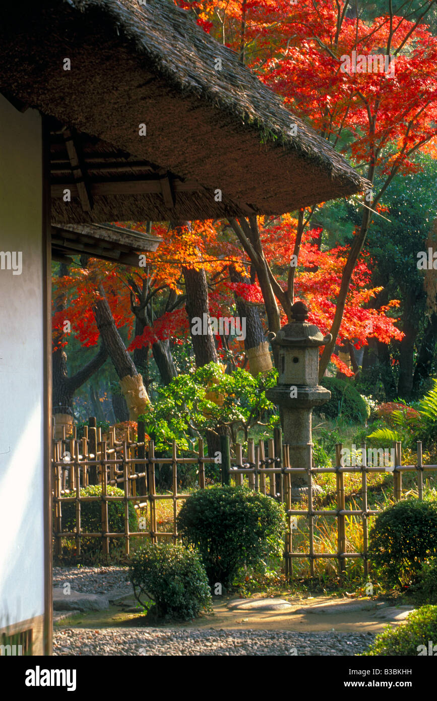 Bright red maple tree sets the background for a thatched roof hut and ...