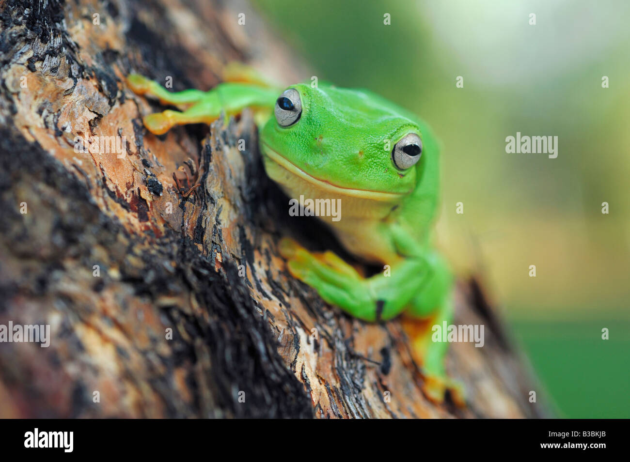 One australian tree frog hi-res stock photography and images - Alamy