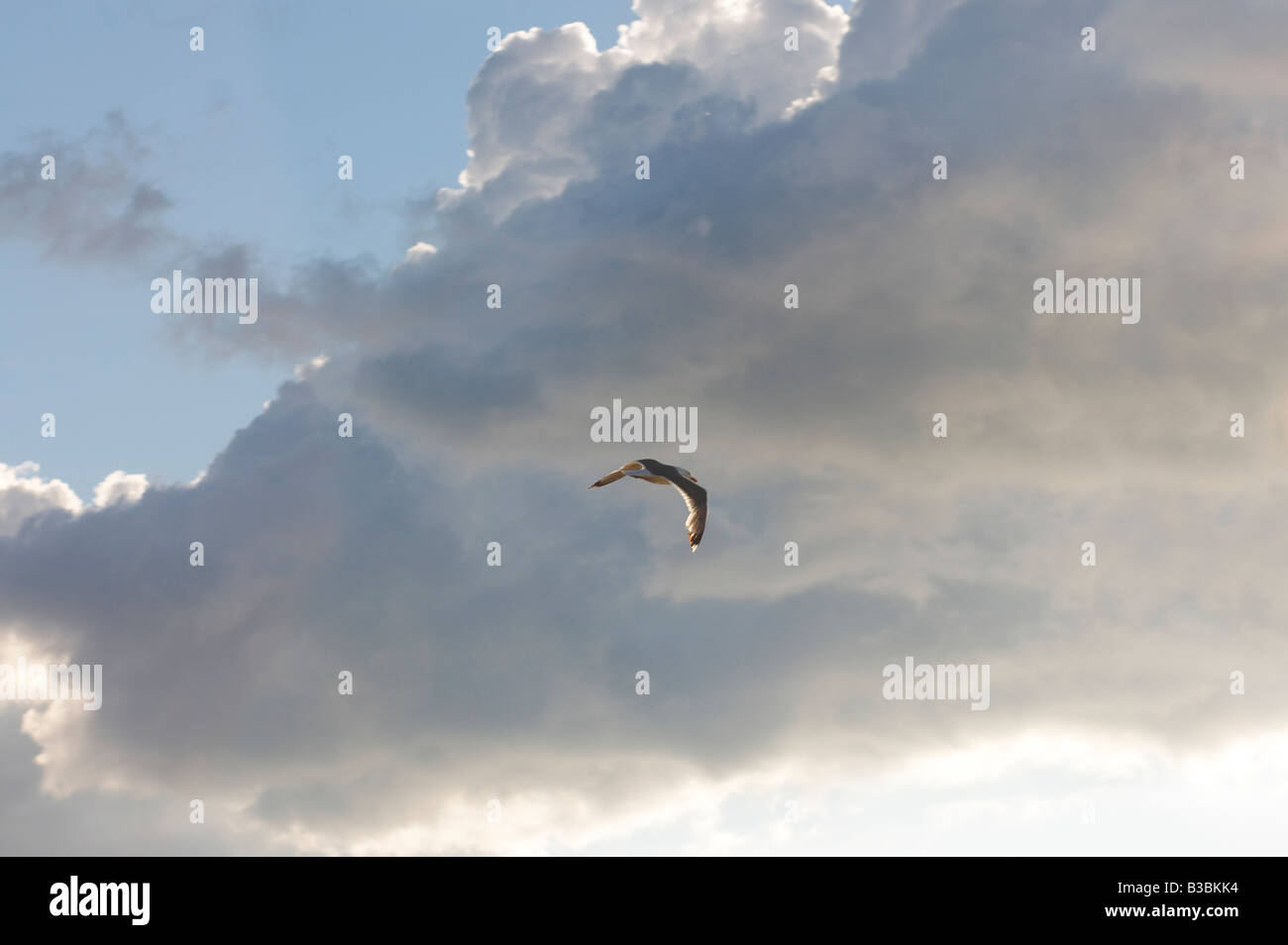 Fly sea gull in evening sky Stock Photo - Alamy
