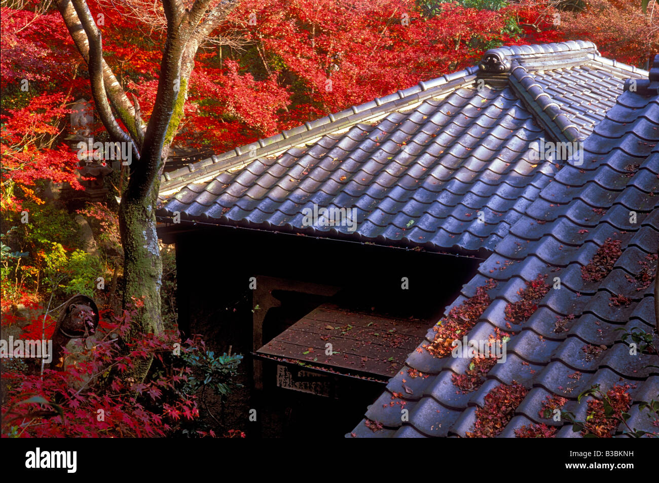 Fire red maple trees ablaze in color surround gray tile temple building ...