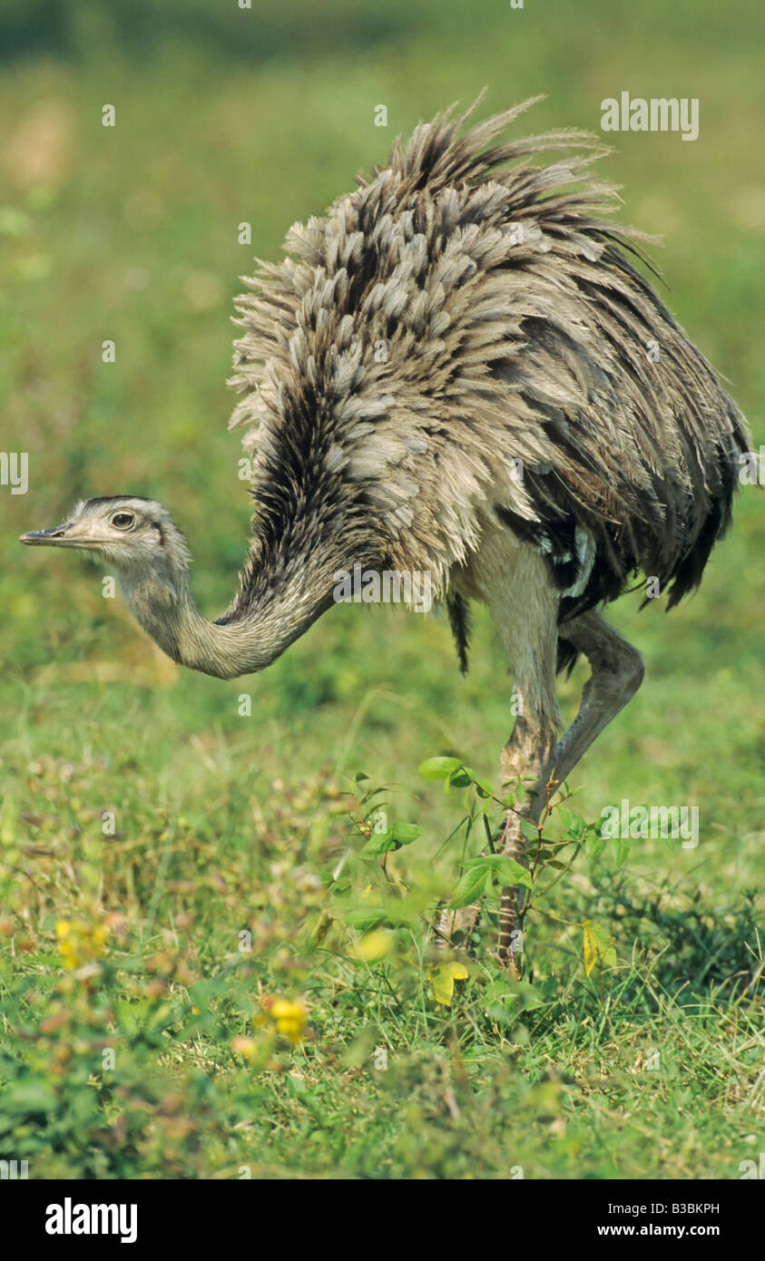 Greater Rheas Brazil High Resolution Stock Photography and Images - Alamy
