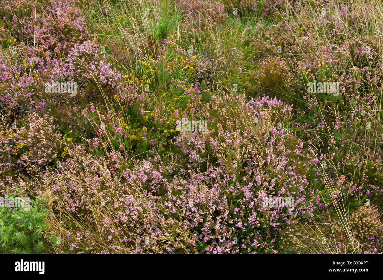 Beautiful purple heather in Ashdown Forest, Sussex Stock Photo - Alamy