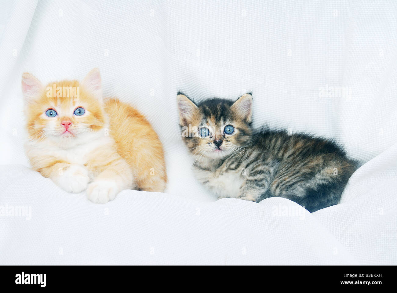 cute little kitten playing together Stock Photo - Alamy