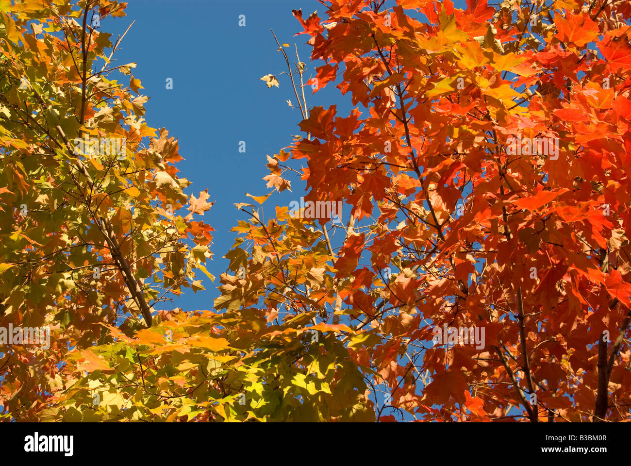 Bright autumn colors in trees, yellow, orange, and red Stock Photo - Alamy