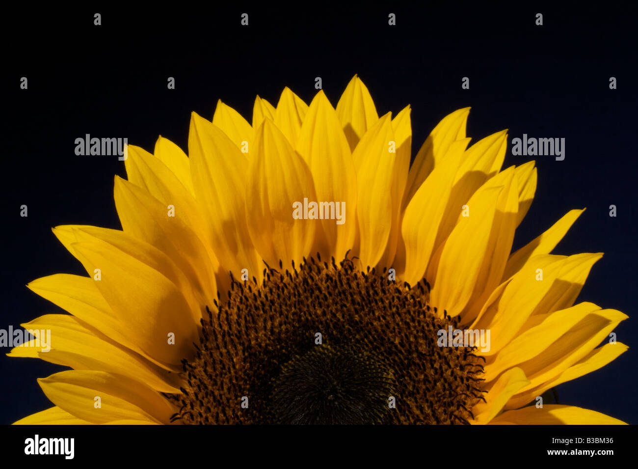 half a sunflower Stock Photo - Alamy