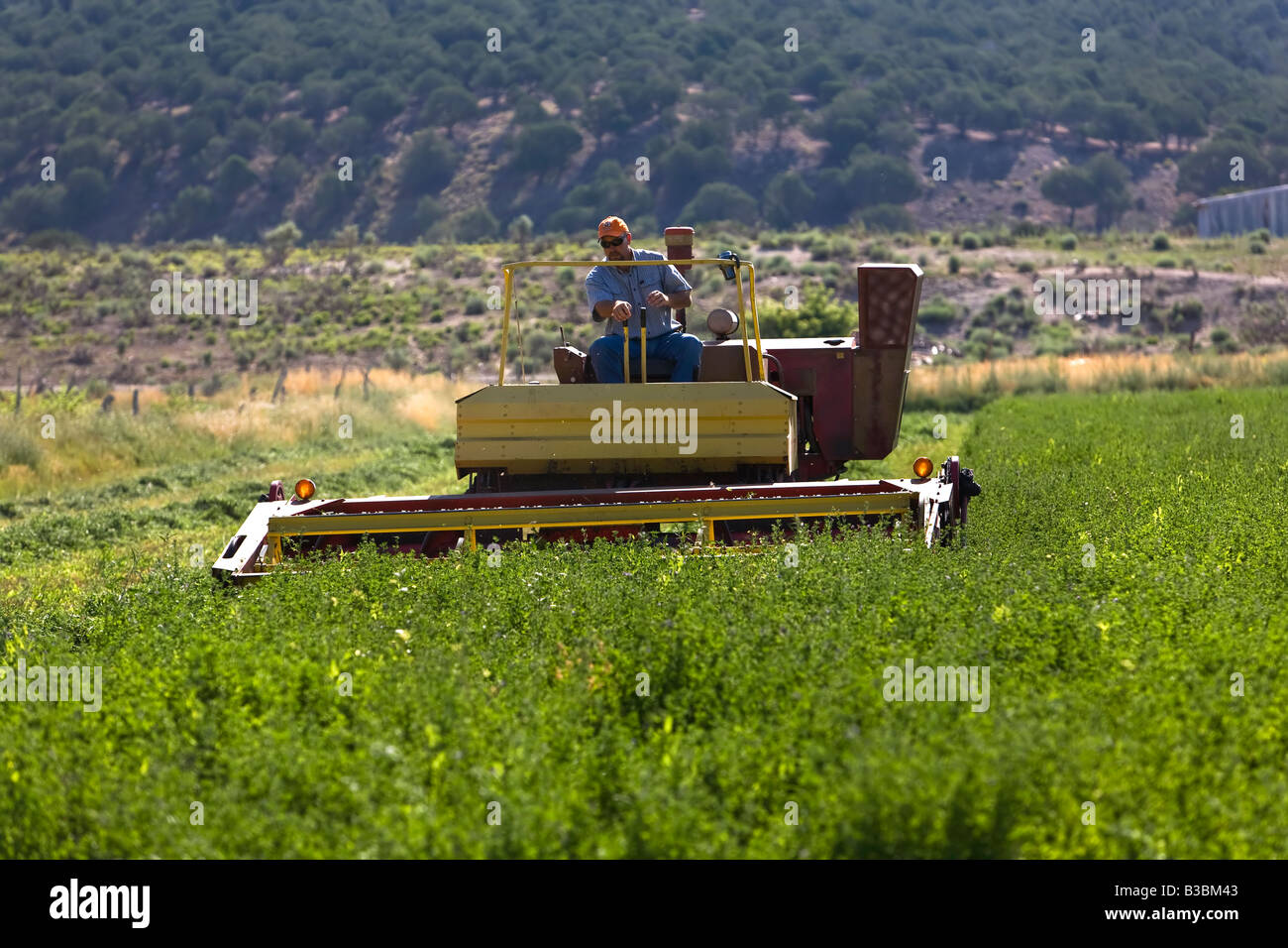 Farmer cutting alfalfa or lucerne. Lush deep green farm in a small ...
