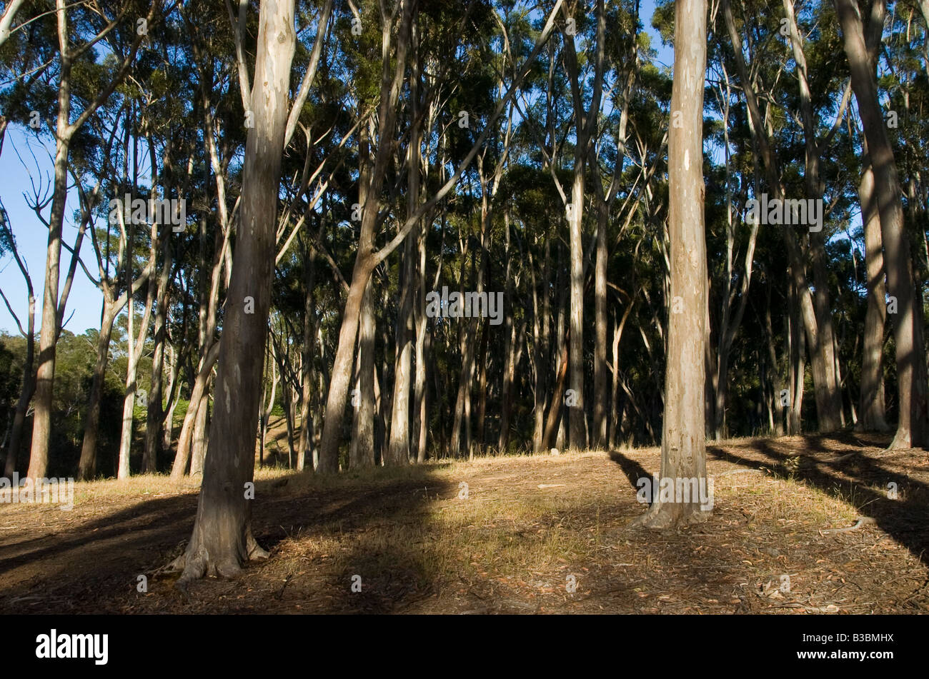 Sugar gum tree hi-res stock photography and images - Alamy