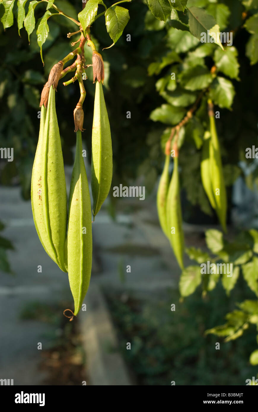Pods of wild milkweed vine hang in the breeze Stock Photo - Alamy